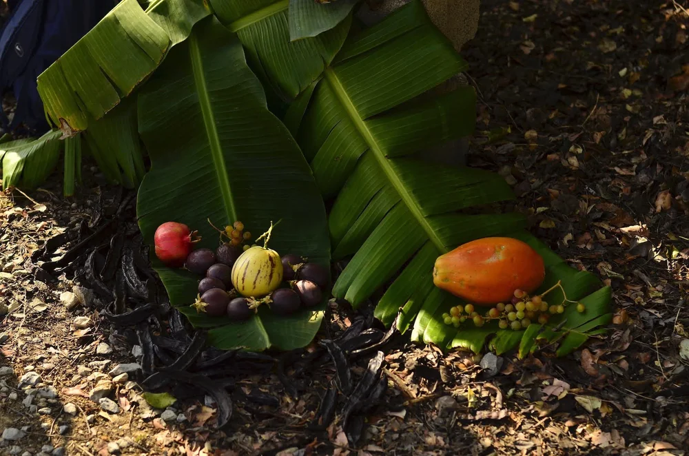 Visit the Botanical Garden | Orchard of Flavours