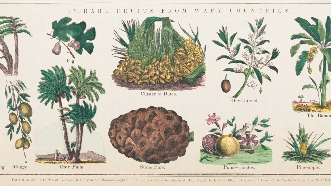 Learn Section | Orchard of Flavours