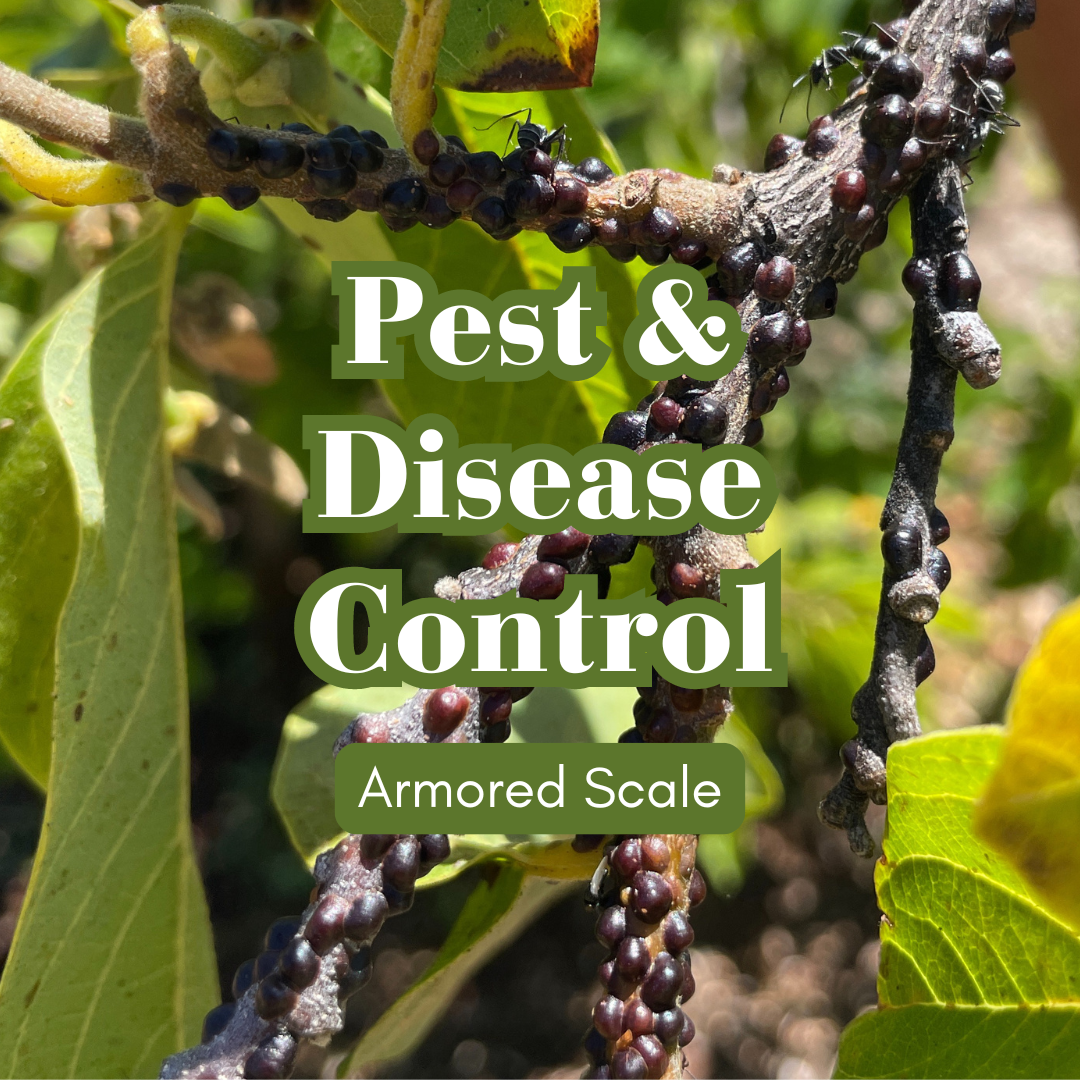 Pest & Disease Control - Armored Scale | Orchard of Flavours