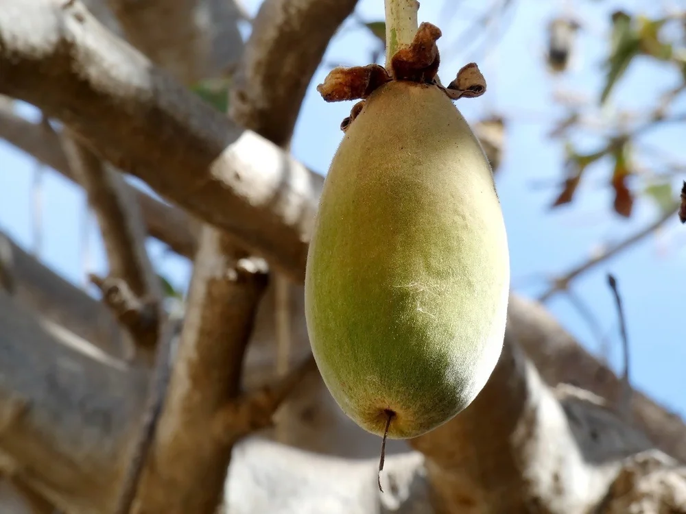 Fruit Trees from Africa | Orchard of Flavours