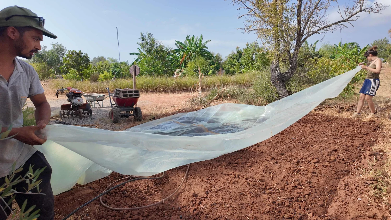 Soil Solarisation | Orchard of Flavours