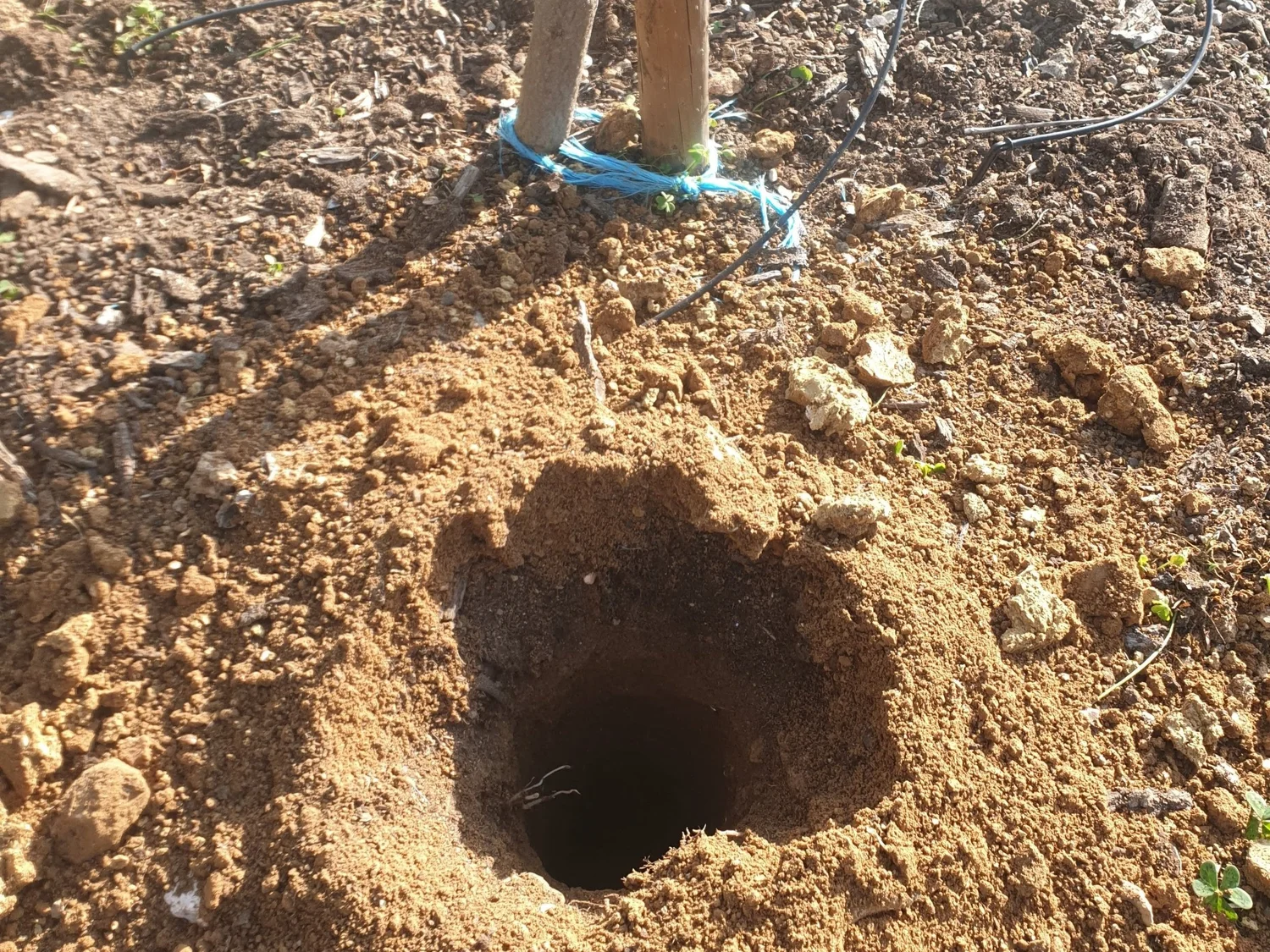 How-to: Deep irrigation for clay soils | Orchard of Flavours