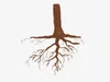 Root Systems of Fruit Trees | Research | Orchard of Flavours