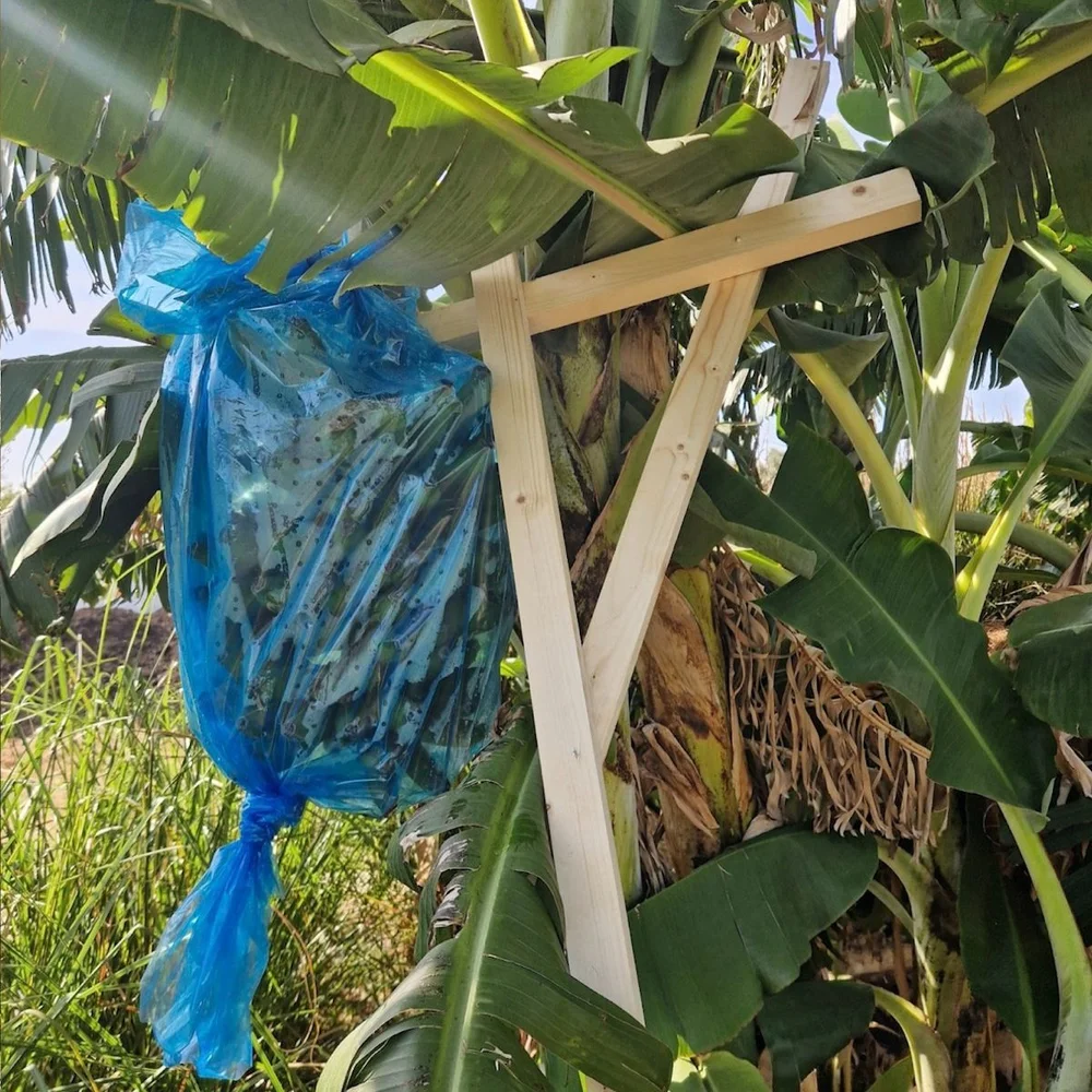 Banana Growing Guide for the Mediterranean | Orchard of Flavours