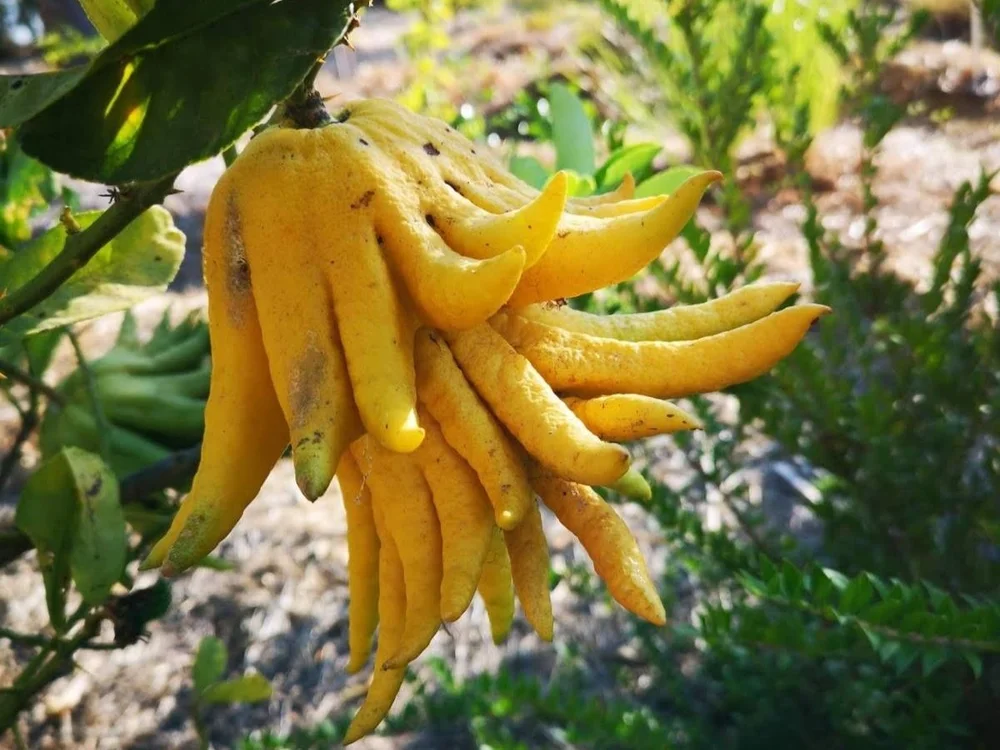 Unusual Fruit Tree Names | Orchard of Flavours