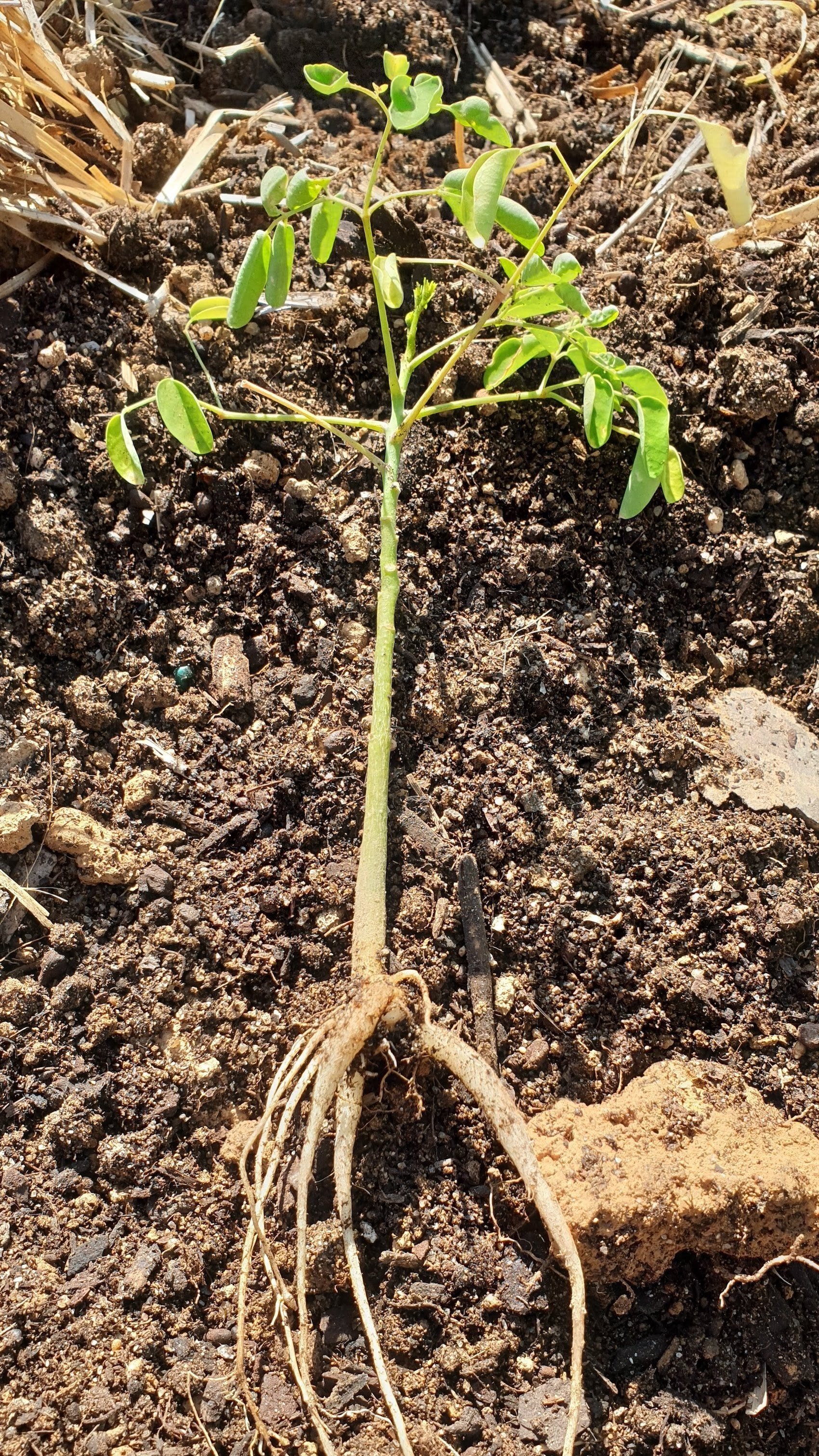 Moringa Growing Guide for the Mediterranean | Orchard of Flavours