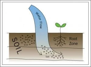 How to Mitigate Salinity | Orchard of Flavours