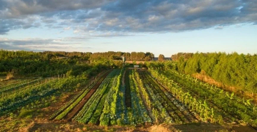 Insights from Miyawaki Method and Syntropic Farming | Orchard of Flavours