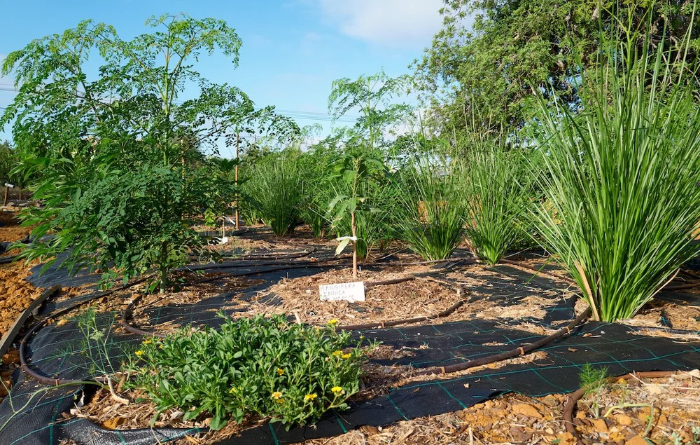 Workshop: Mini Food Forest | Orchard of Flavours