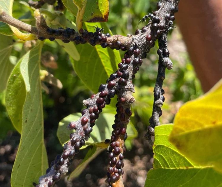 Pest & Disease Control - Armored Scale | Orchard of Flavours