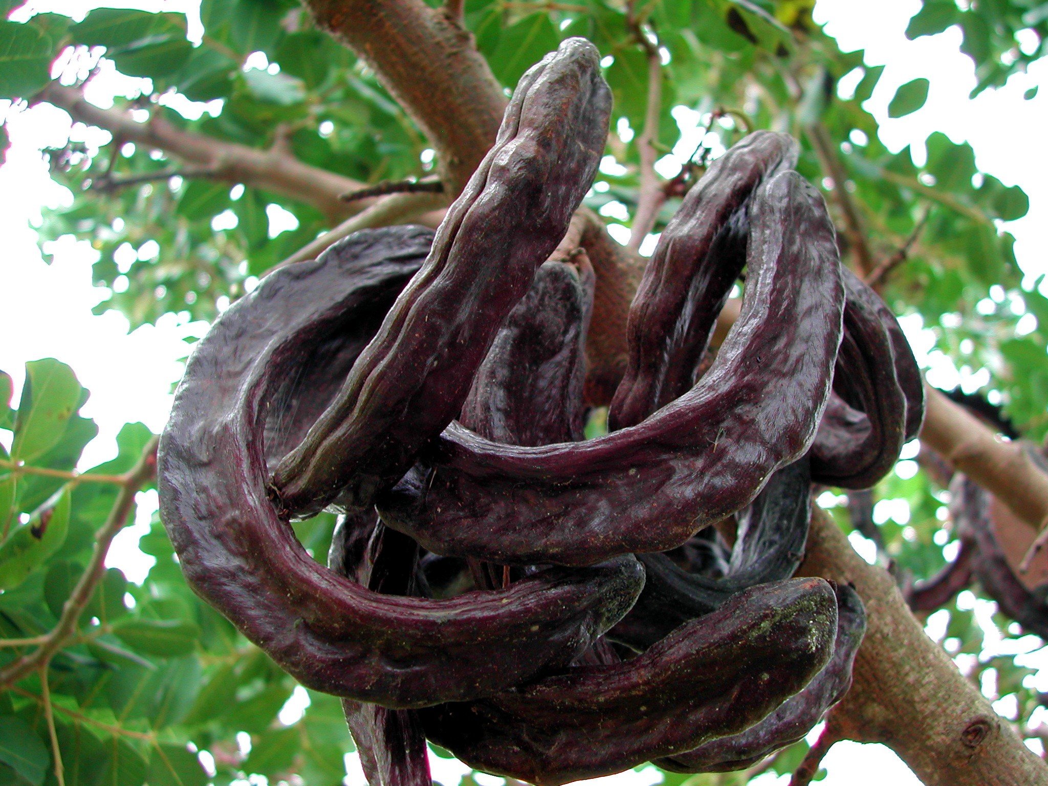 Fruit Trees from Europe | Orchard of Flavours