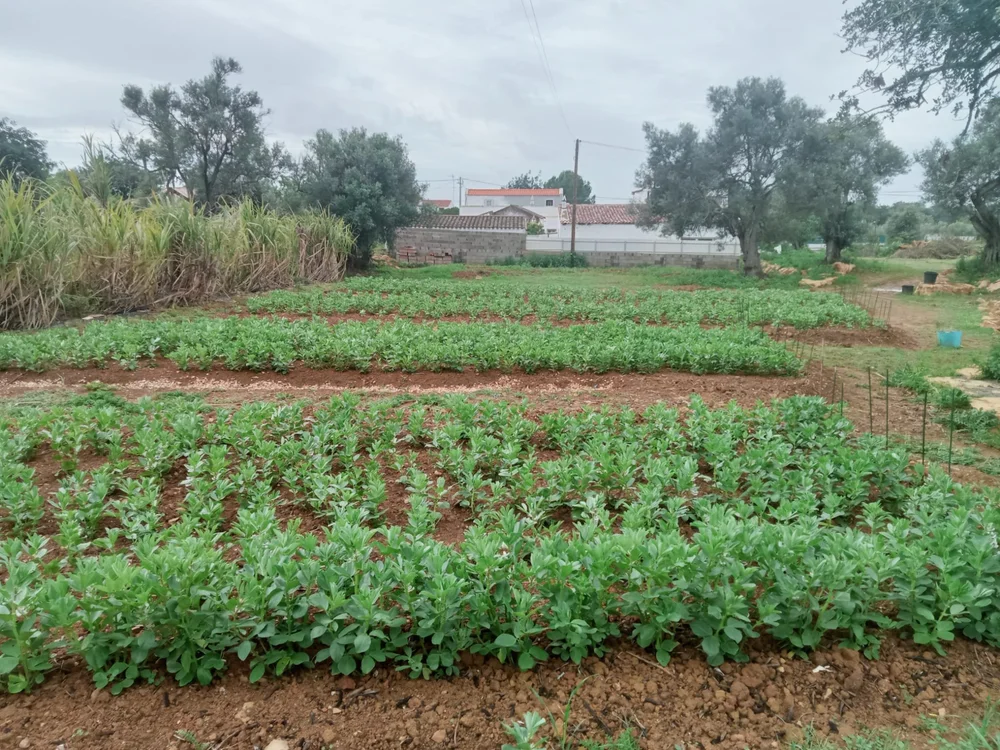 Nitrogen-Fixing Edible Plants | Learn articles | Orchard of Flavours