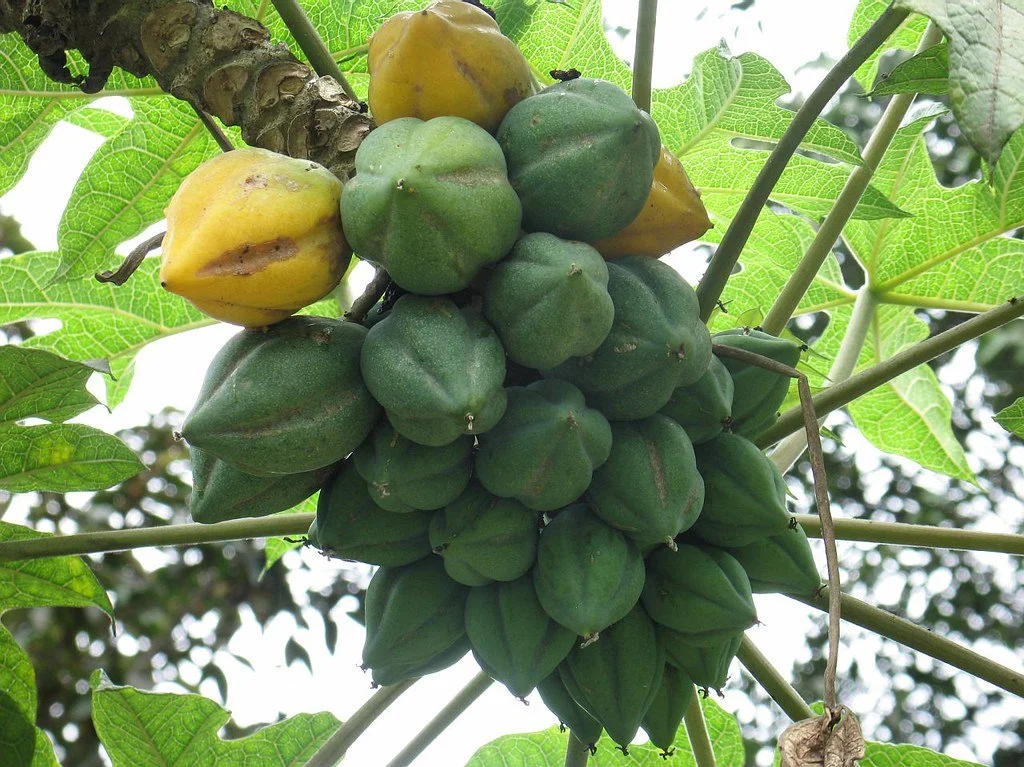 Fruit Trees from Central America | Orchard of Flavours