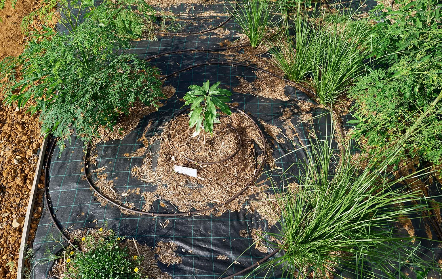 Cocoon Food Forest Online Course | Orchard of Flavours