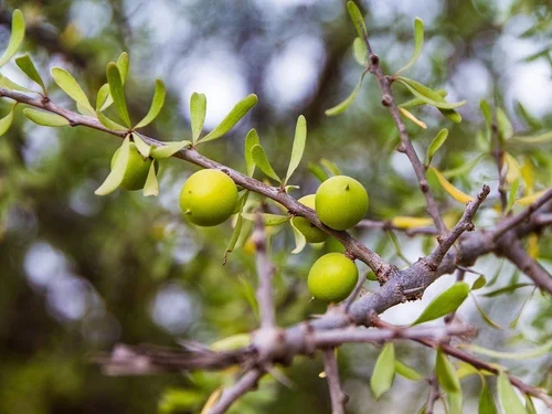 Fruit Trees from Africa | Orchard of Flavours