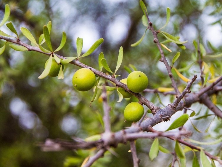 Fruit Trees from Africa | Orchard of Flavours