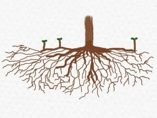 Root Systems of Fruit Trees | Research | Orchard of Flavours