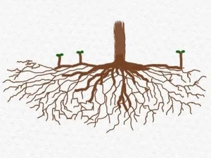 Root Systems of Fruit Trees | Research | Orchard of Flavours