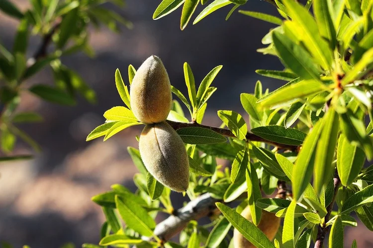 Fruit Trees & Botanical Names | Orchard of Flavours