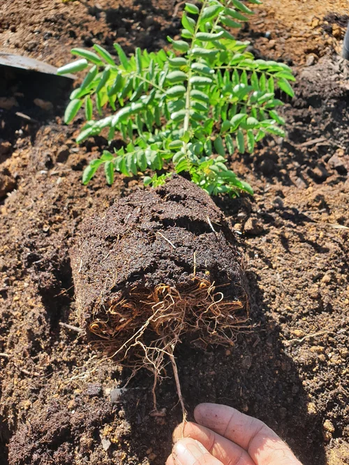 Root Systems of Fruit Trees | Research | Orchard of Flavours