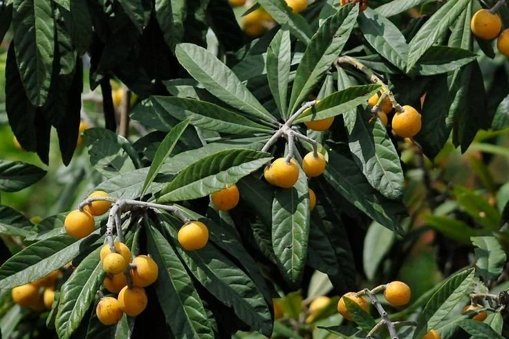 Fruit Trees & Botanical Names | Orchard of Flavours