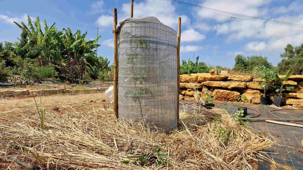 Cocoon Food Forest Online Course | Orchard of Flavours