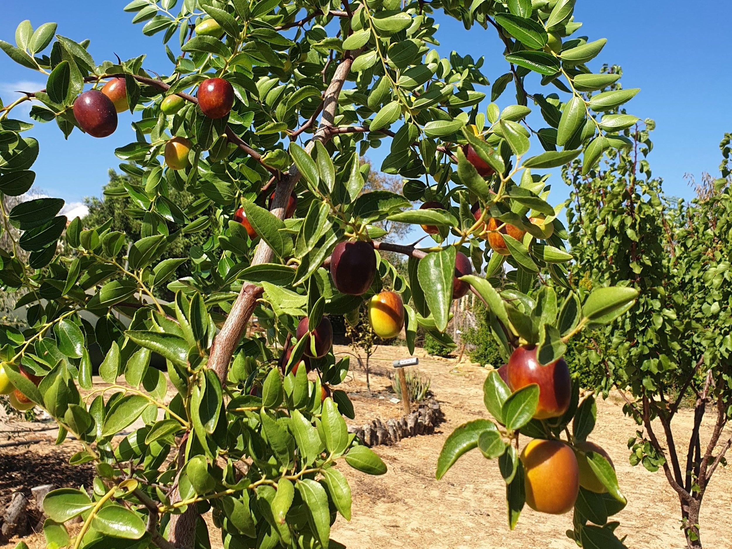 Coco Zone, from terrible soil to Food Forest | Orchard of Flavours