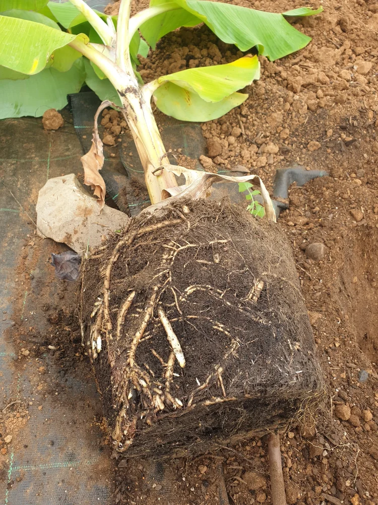 Root Systems of Fruit Trees | Research | Orchard of Flavours