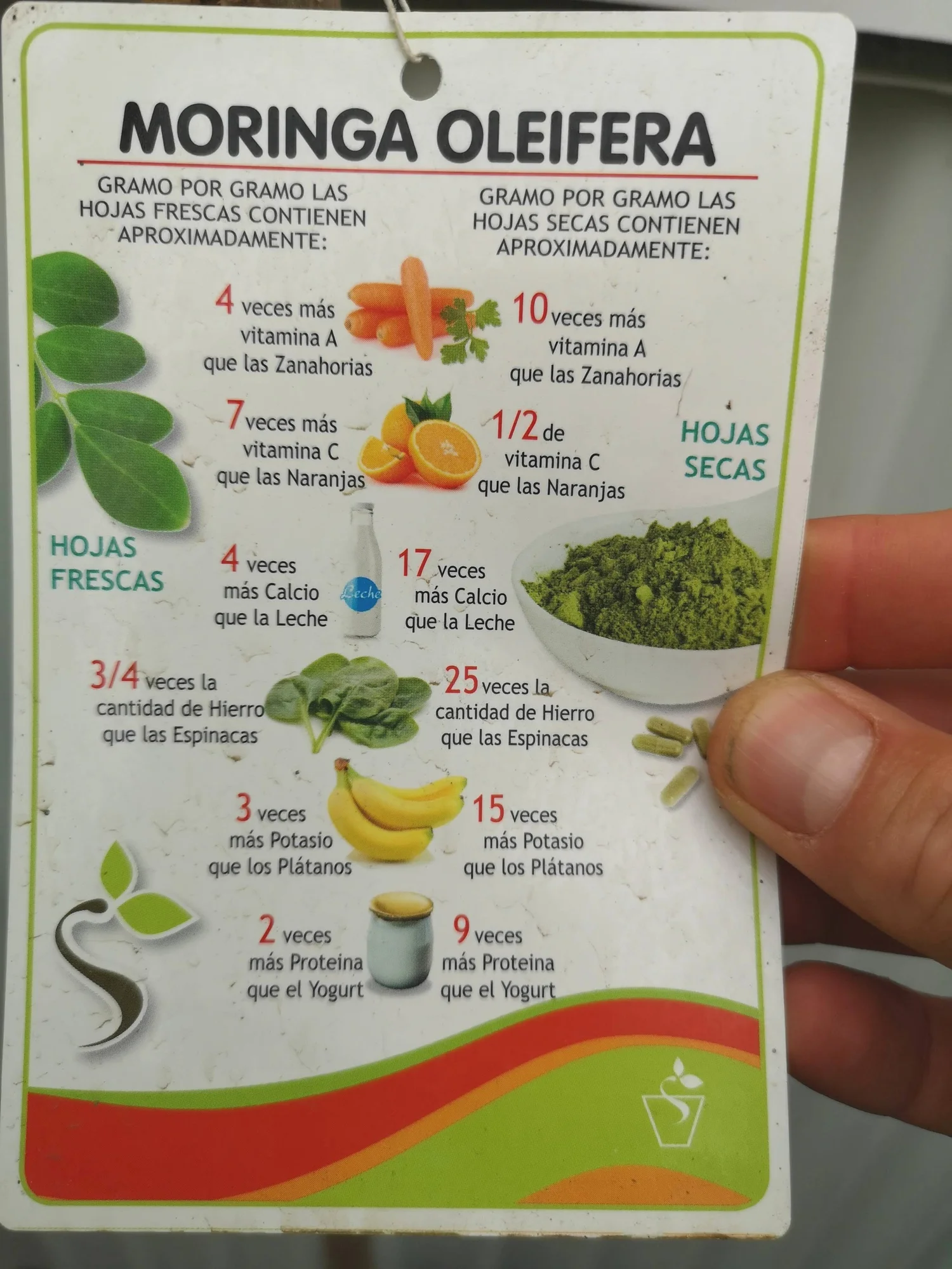 Moringa Growing Guide for the Mediterranean | Orchard of Flavours