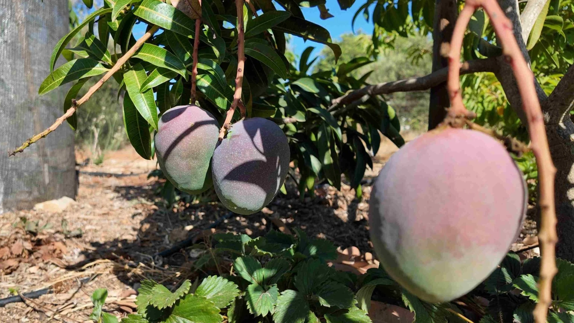 Cocoon Food Forest Online Course | Orchard of Flavours