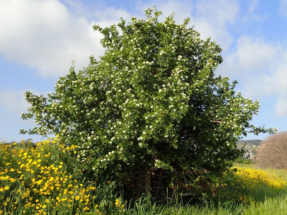 Fruit Trees from Europe | Orchard of Flavours