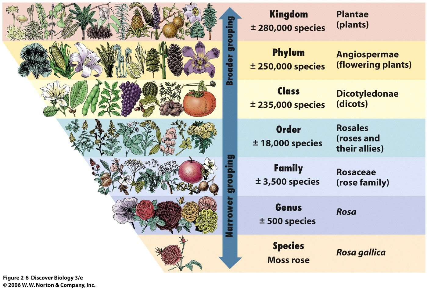 Fruit Trees & Botanical Names | Orchard of Flavours