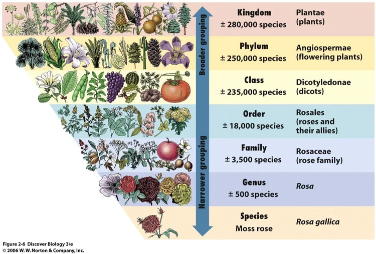 Fruit Trees & Botanical Names | Orchard of Flavours