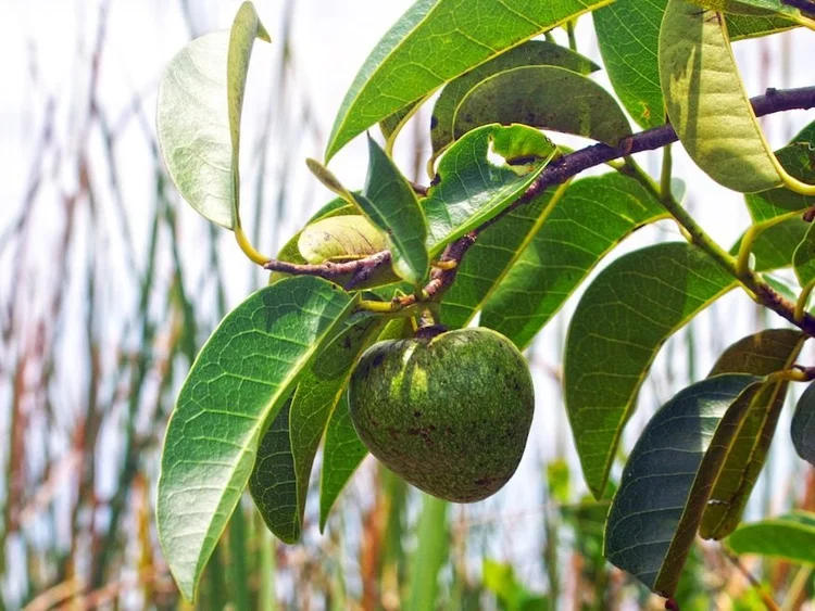 Fruit Trees from South America | Orchard of Flavours