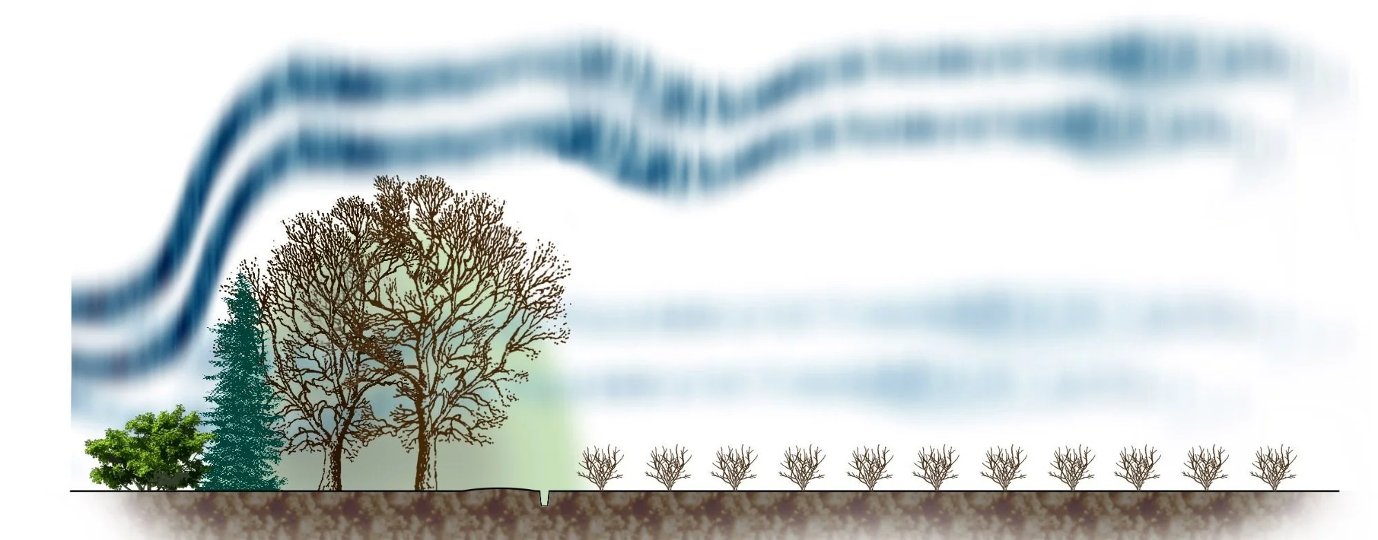 Windbreak Fruit Trees Database | Orchard of Flavours