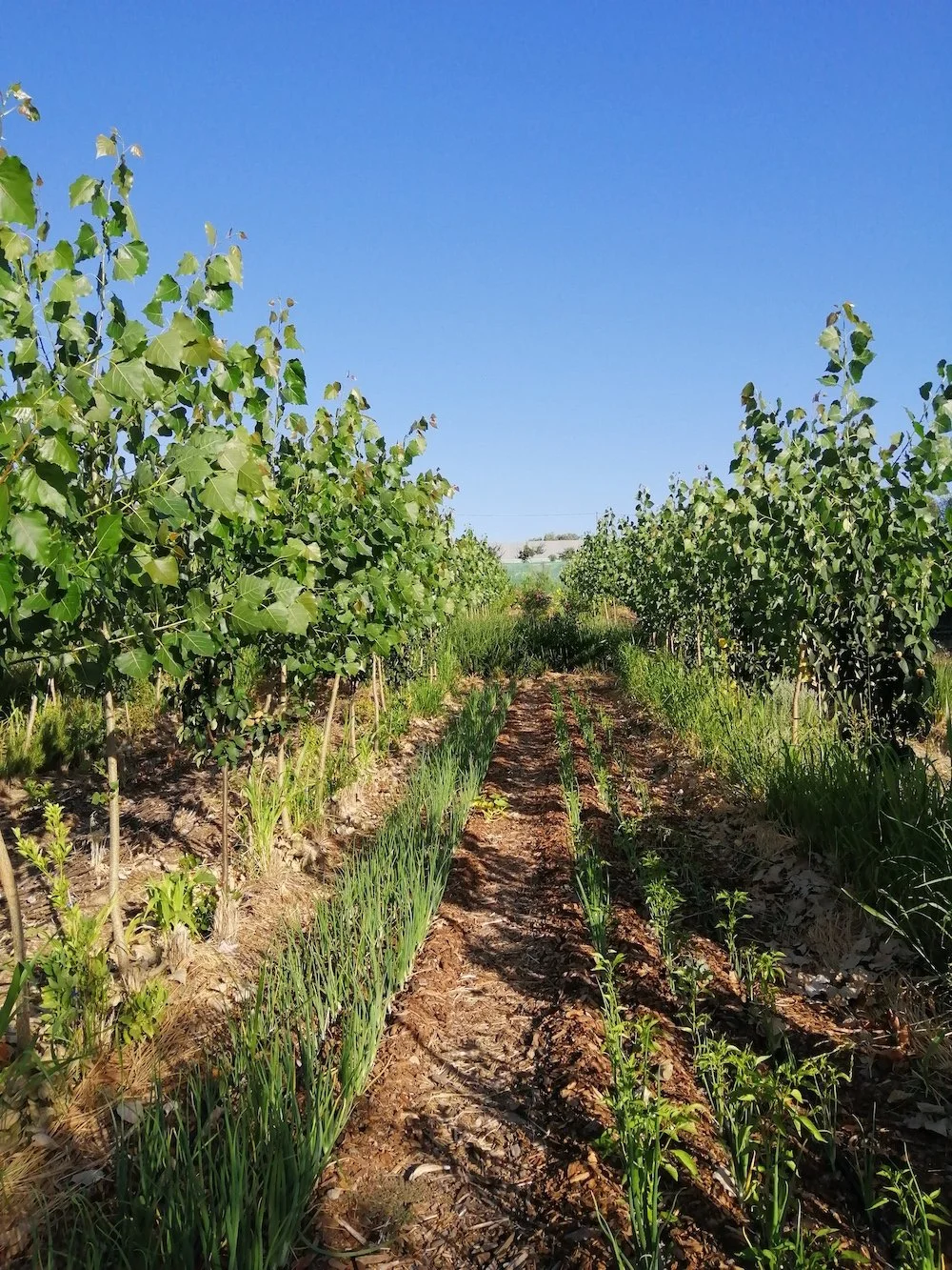 Insights from Miyawaki Method and Syntropic Farming | Orchard of Flavours