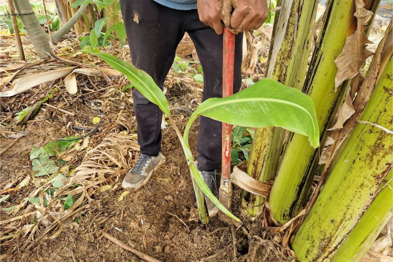 Banana Growing Guide for the Mediterranean | Orchard of Flavours
