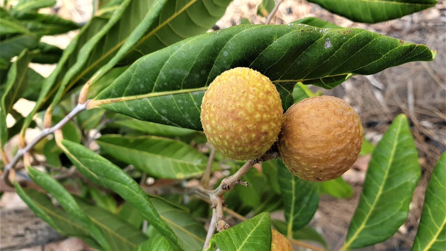 Orchard of Flavours | An edible Botanical Garden