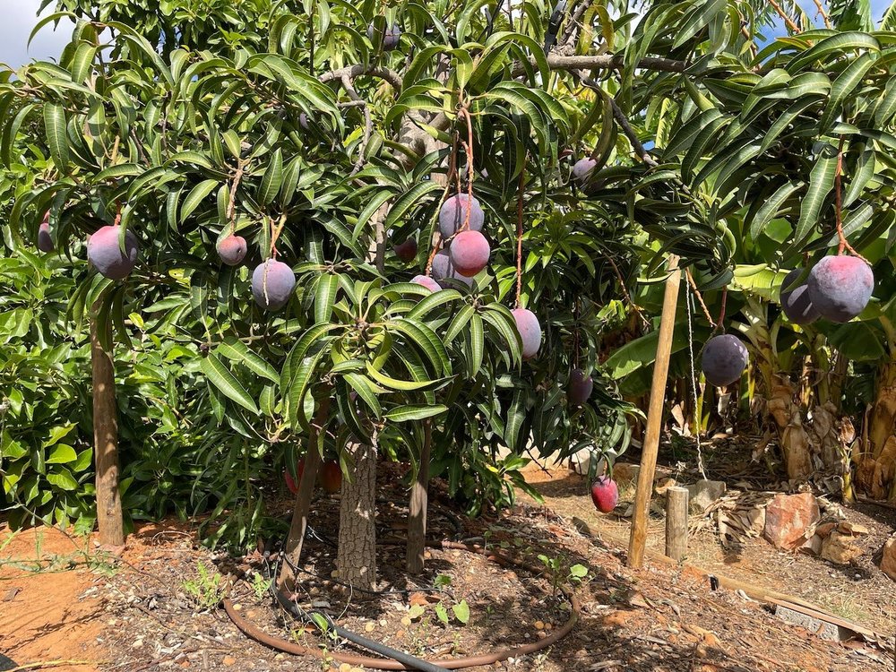 Mango Growing Guide for the Mediterranean | Orchard of Flavours