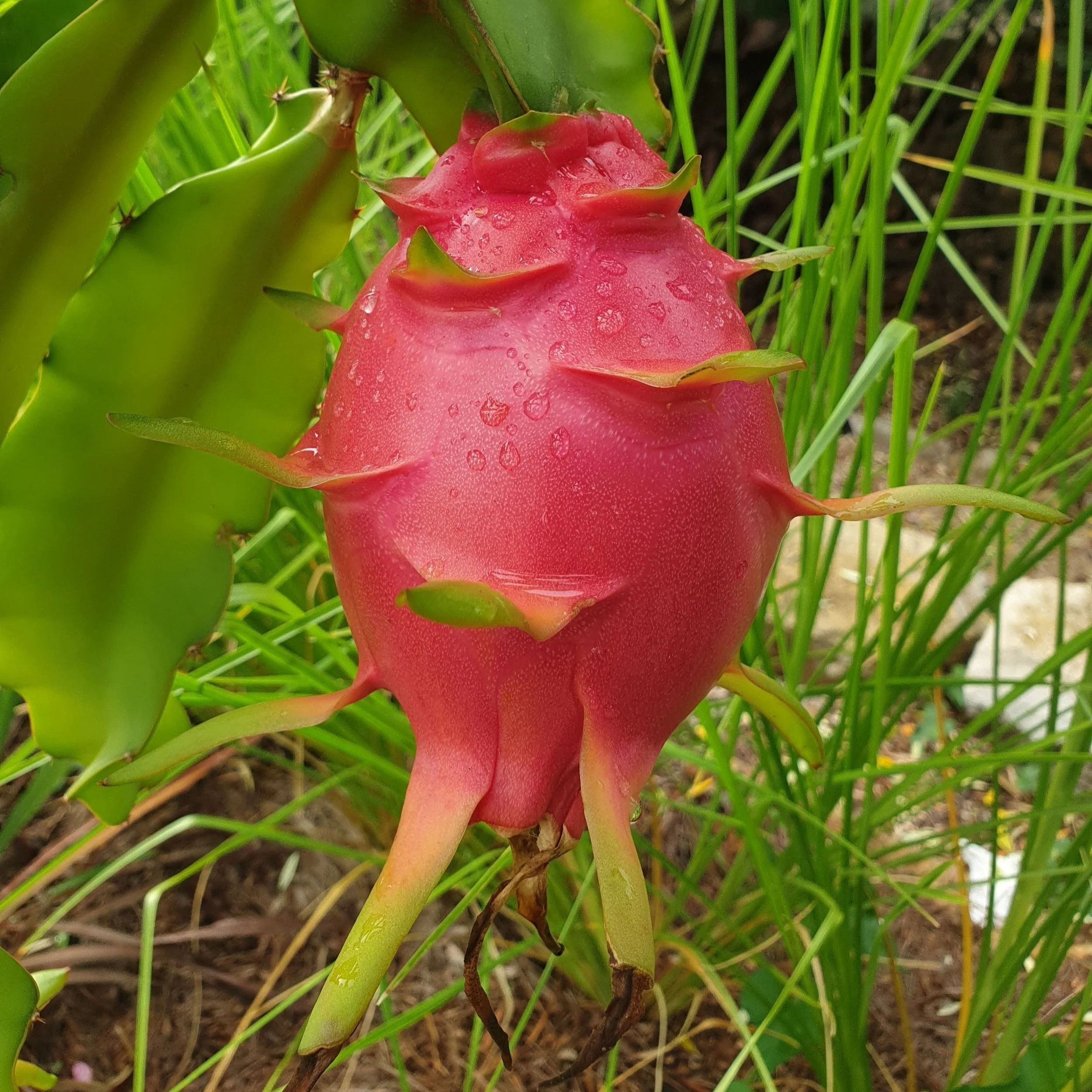 Unusual Fruit Tree Names | Orchard of Flavours