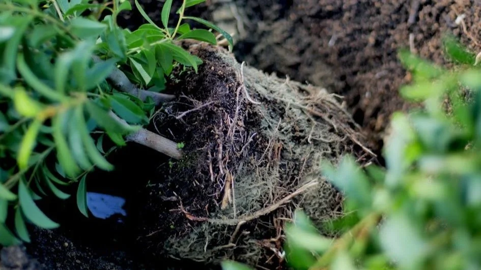 Biostimulants | Learn articles | Orchard of Flavours