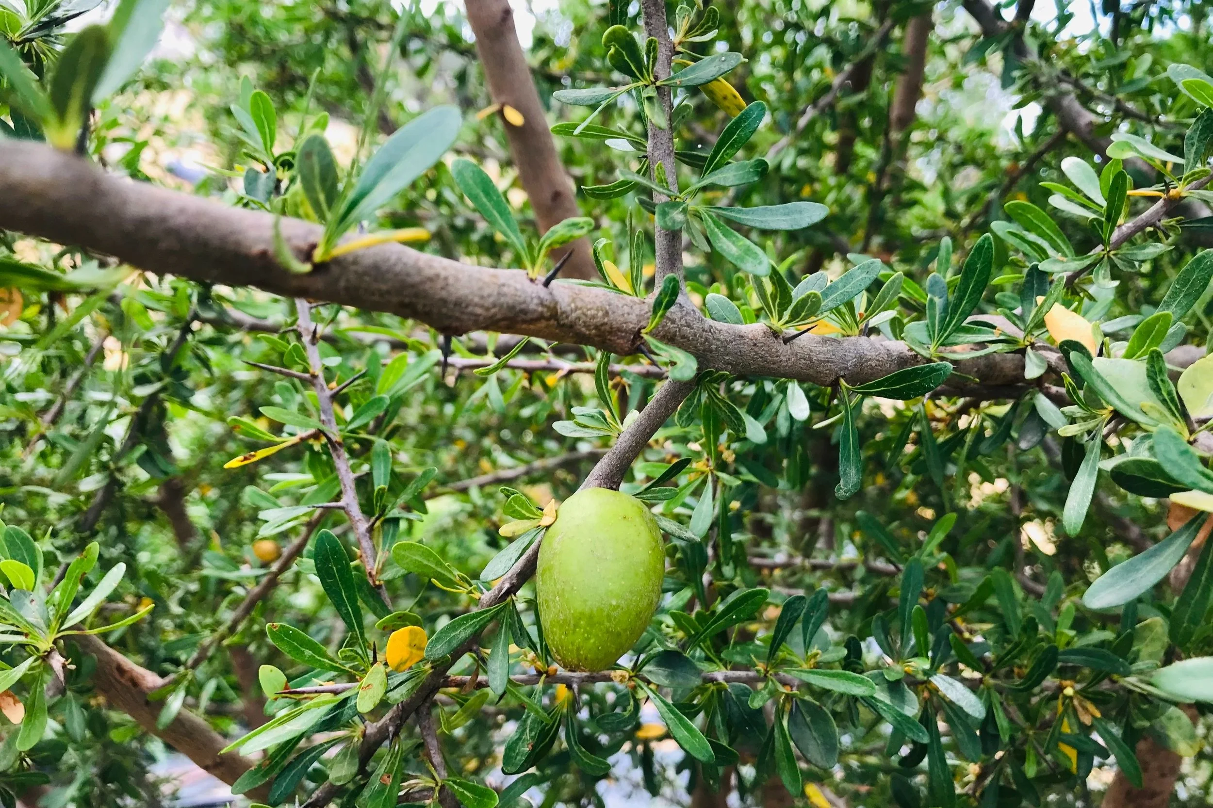 Drought Tolerant Fruit Trees Database | Orchard of Flavours