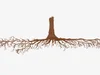 Root Systems of Fruit Trees | Research | Orchard of Flavours