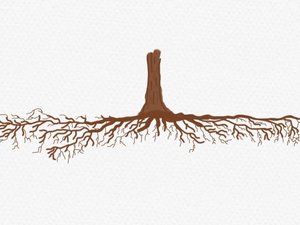 Root Systems of Fruit Trees | Research | Orchard of Flavours
