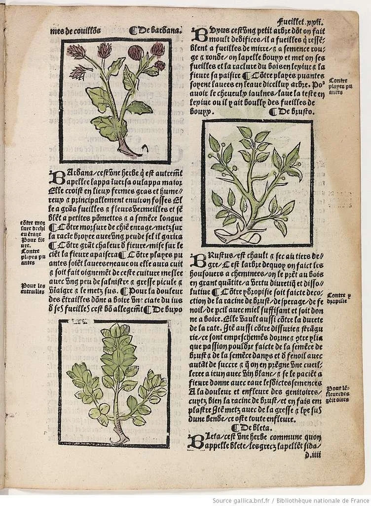 Fruit Trees & Botanical Names | Orchard of Flavours