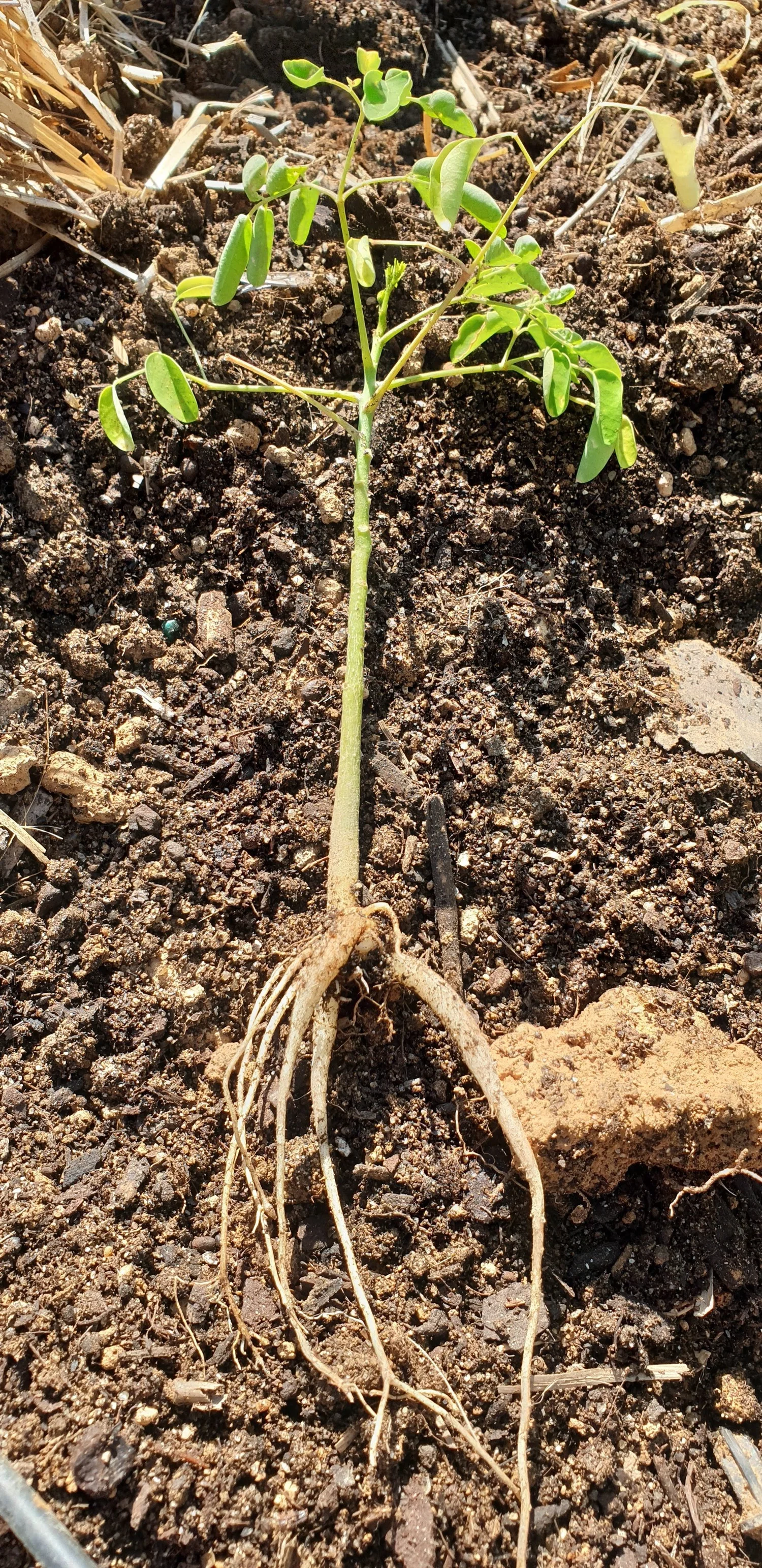 Root Systems of Fruit Trees | Research | Orchard of Flavours