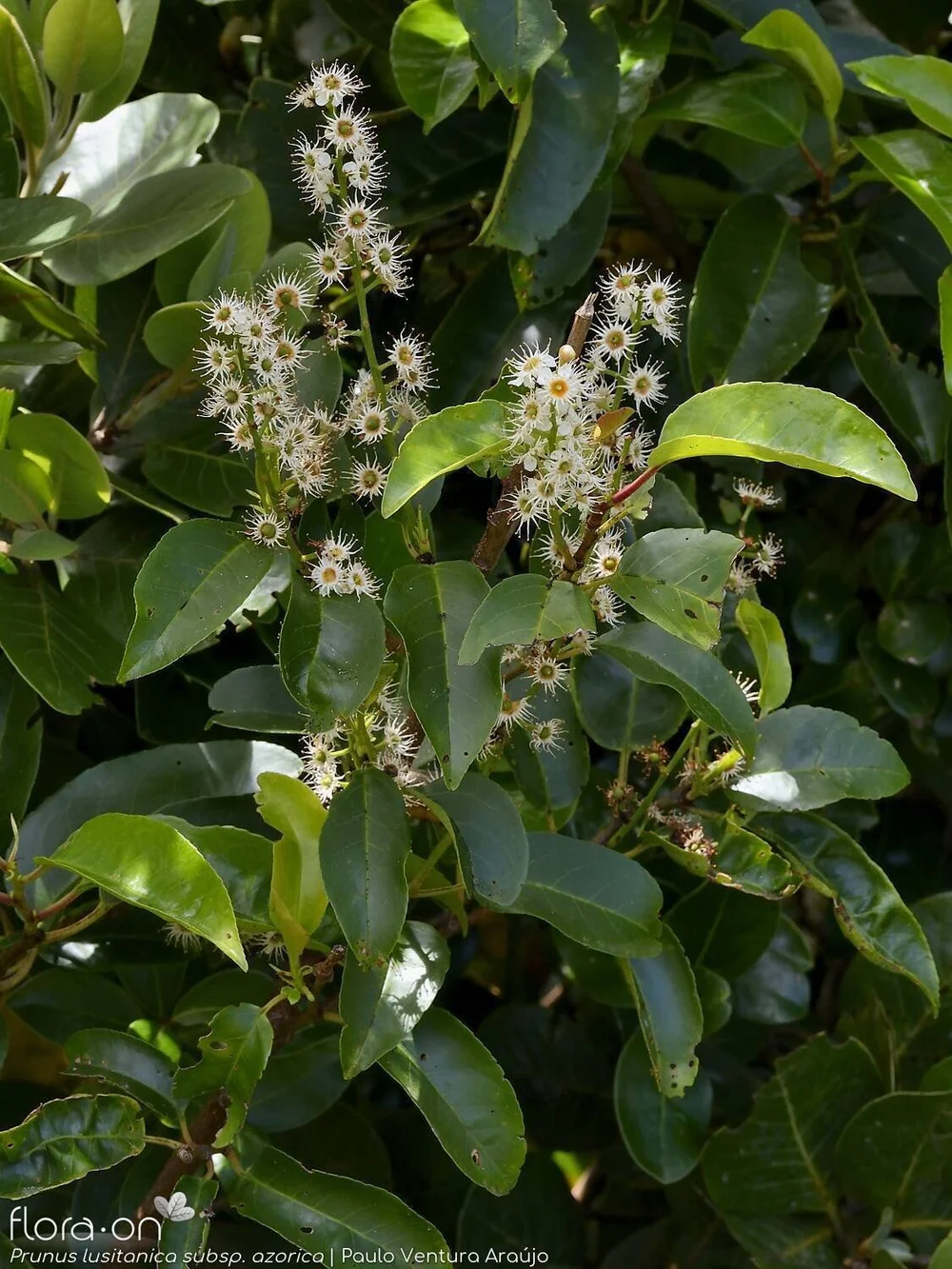 Fruit Trees & Botanical Names | Orchard of Flavours