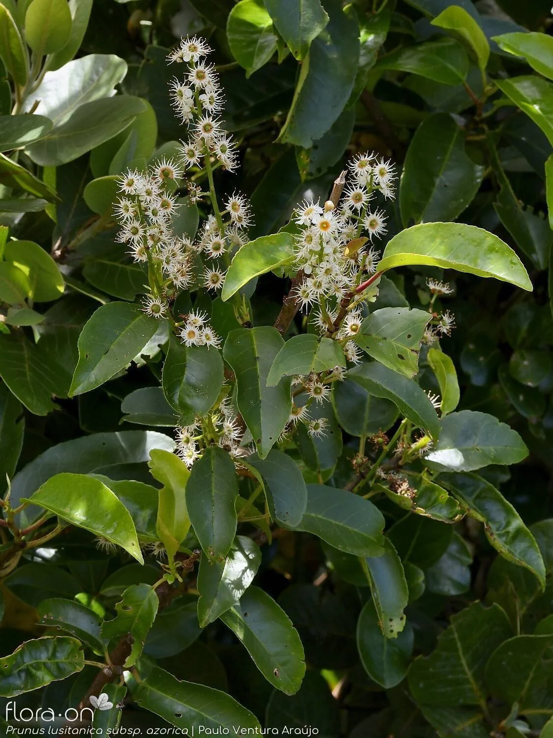 Fruit Trees & Botanical Names | Orchard of Flavours