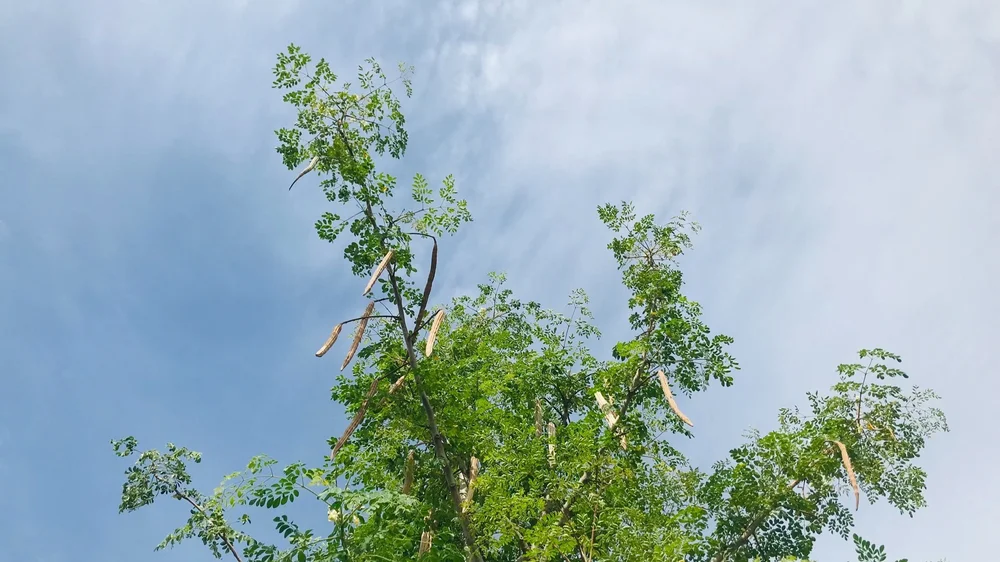 Moringa Growing Guide for the Mediterranean | Orchard of Flavours