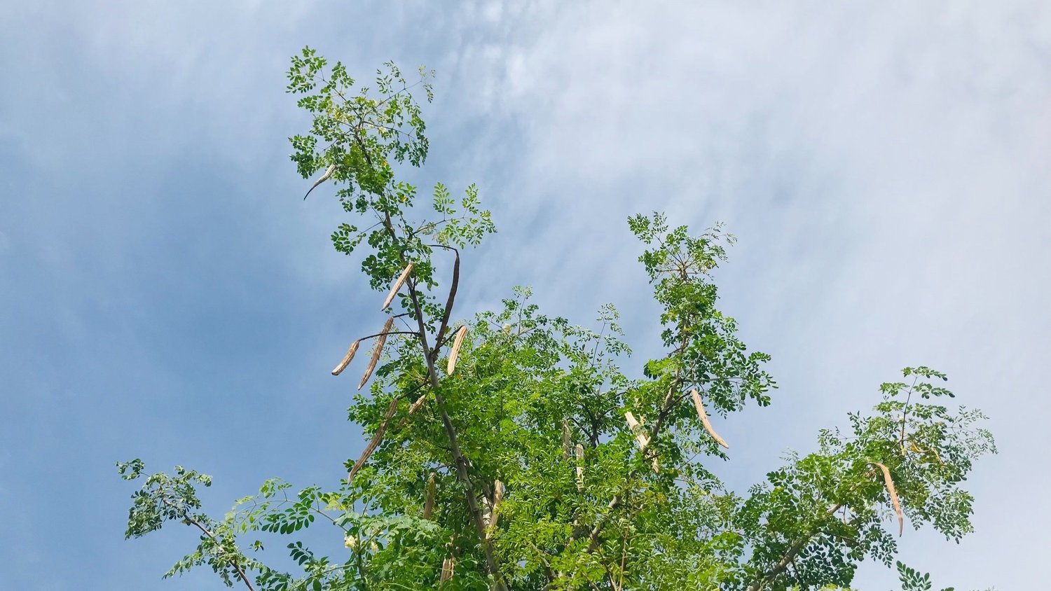 Moringa Growing Guide for the Mediterranean | Orchard of Flavours